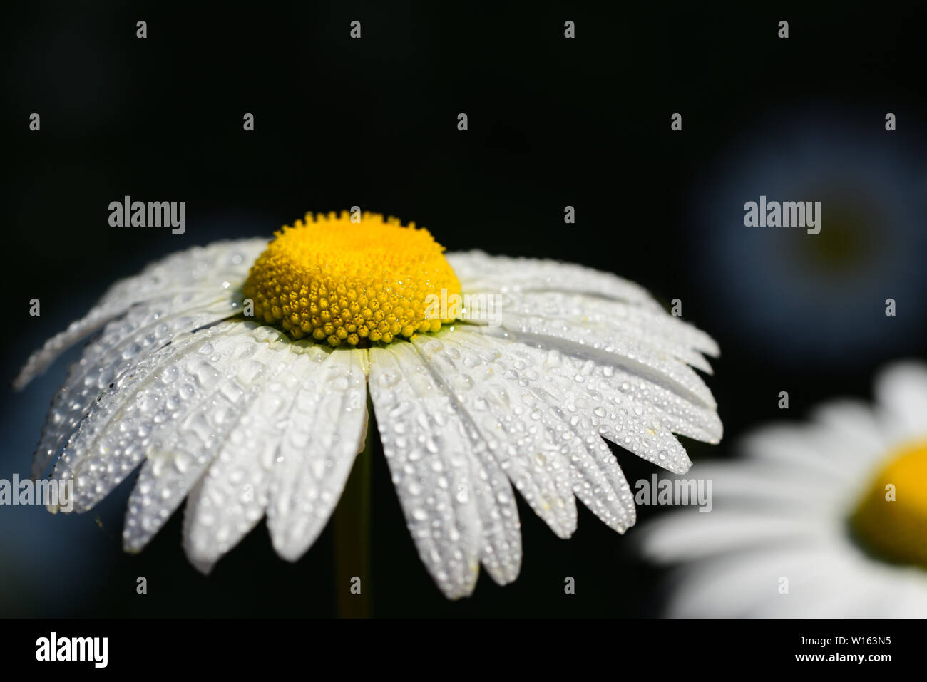 White flower pollen hi-res stock photography and images - Alamy