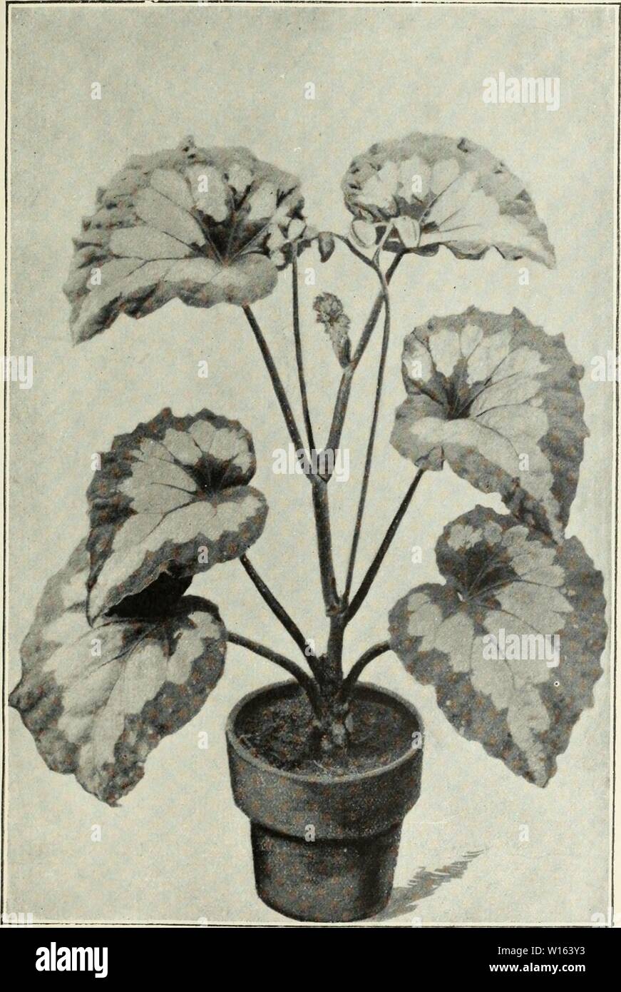 Rare begonia hi-res stock photography and images - Alamy