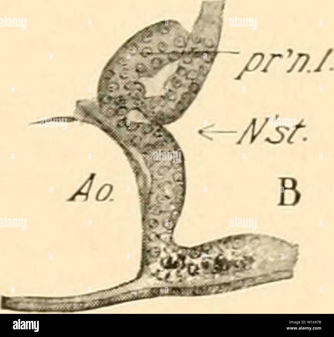 Nephrostome hi-res stock photography and images - Alamy
