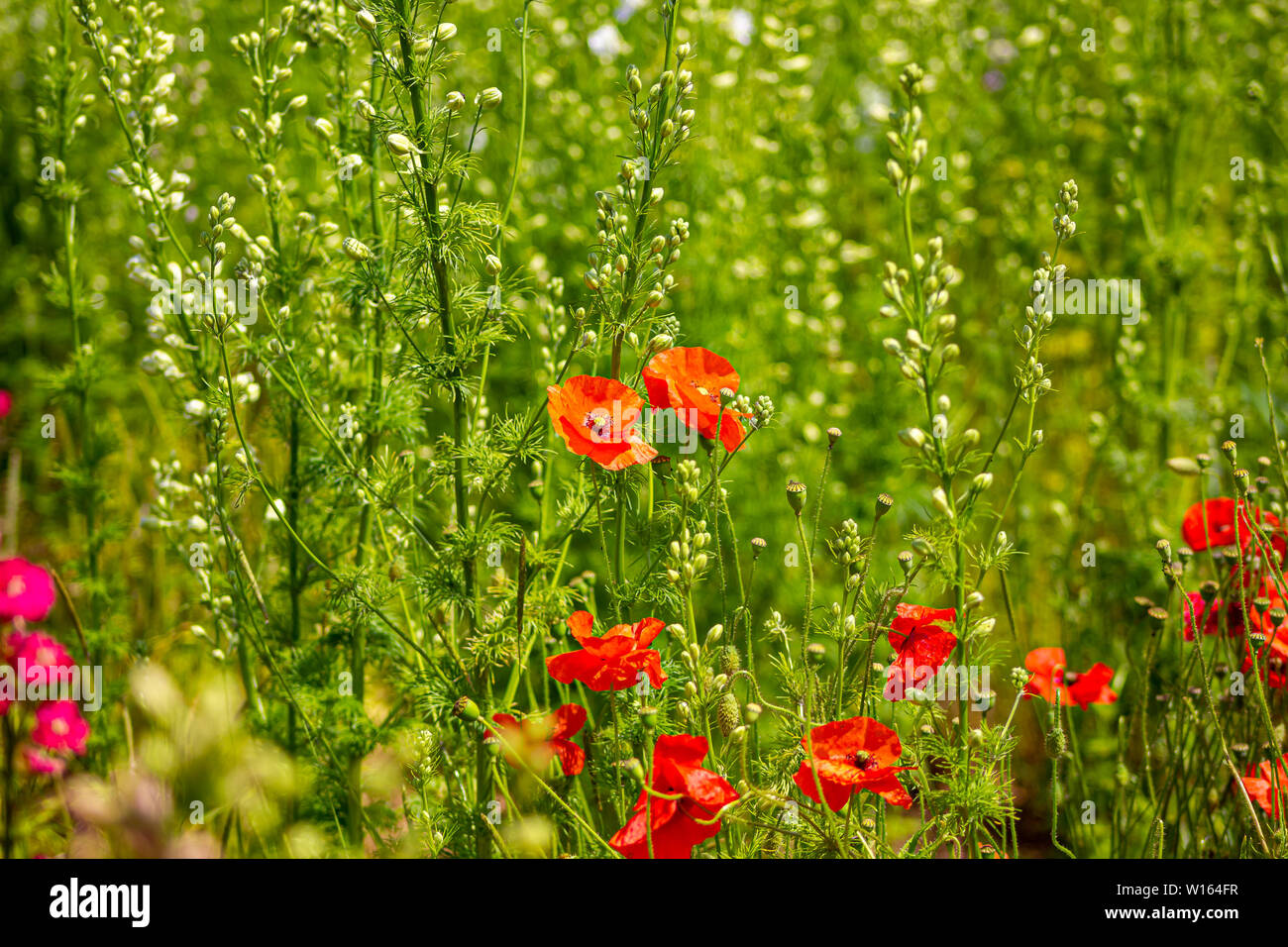 THE CONFETTI FIELDS, WICK, PERSHORE, WORCESTERSHIRE Stock Photo - Alamy
