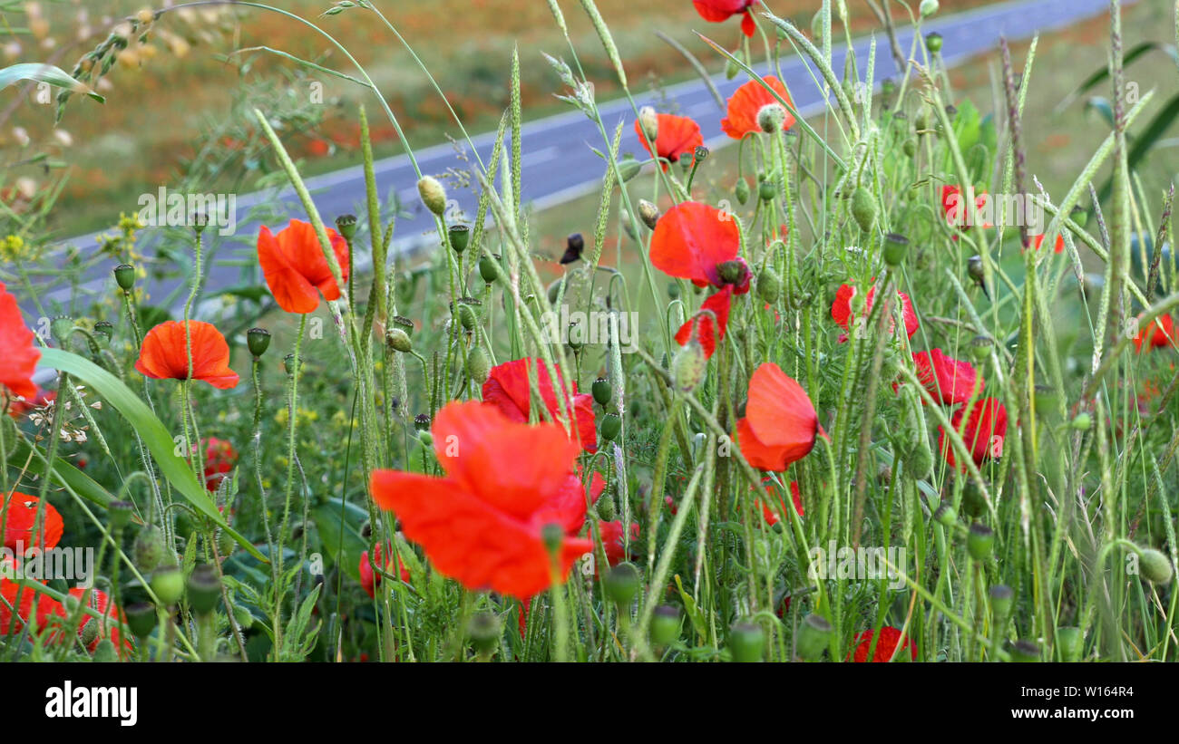 Poppy field over uk motorway traffic on background Stock Photo - Alamy