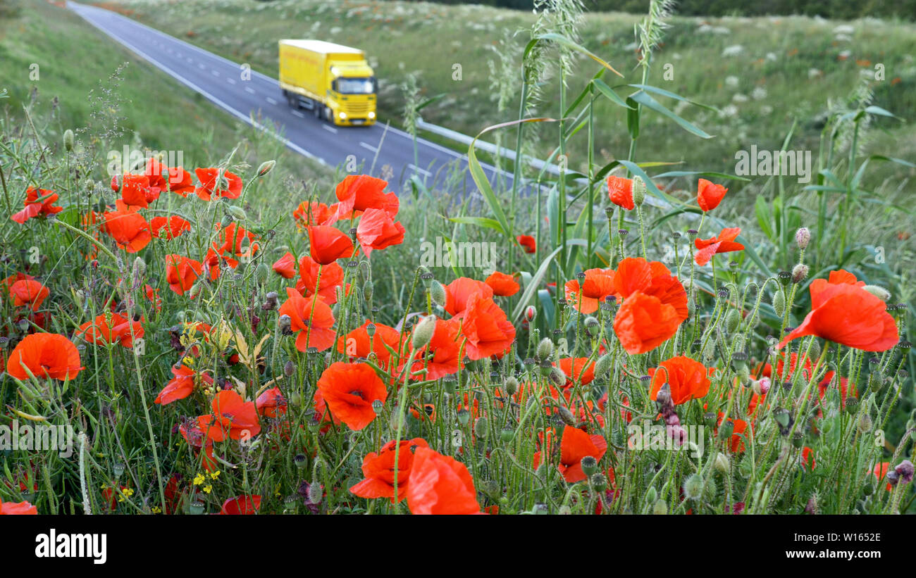 Beautiful poppy field slow motion hi-res stock photography and images ...