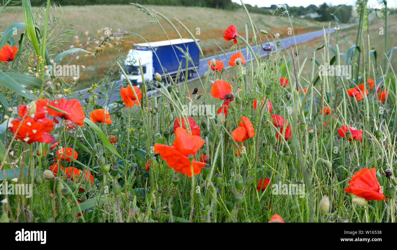 Beautiful poppy field slow motion hi-res stock photography and images ...