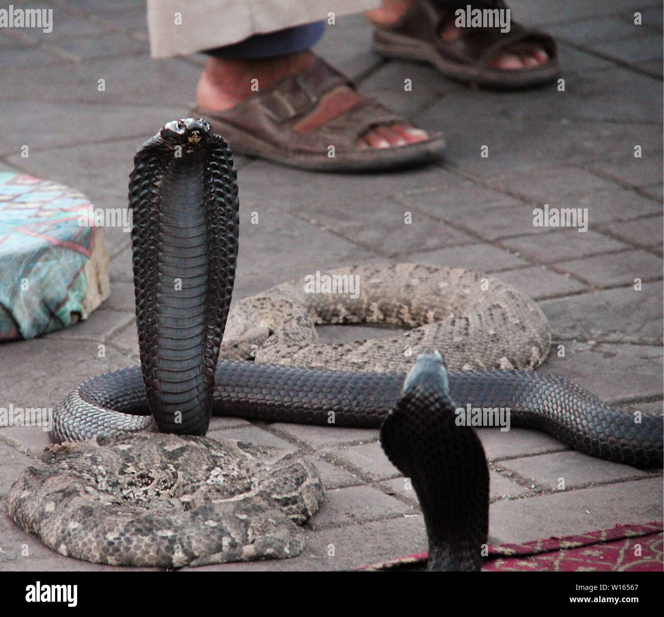Poisonous snake cobra morocco hi-res stock photography and images - Alamy