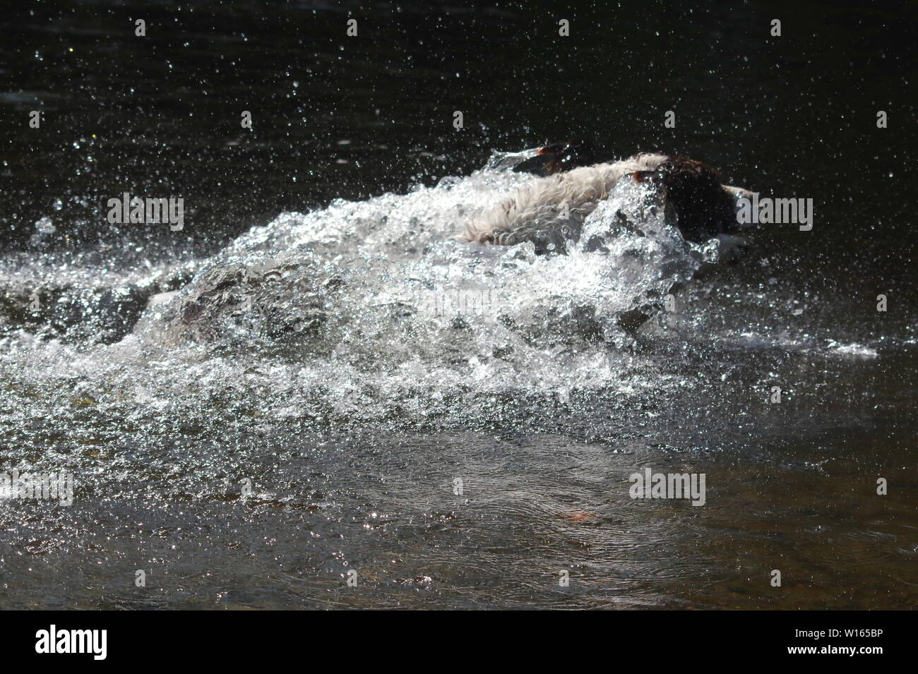 Welsh springer spaniels hi-res stock photography and images - Alamy