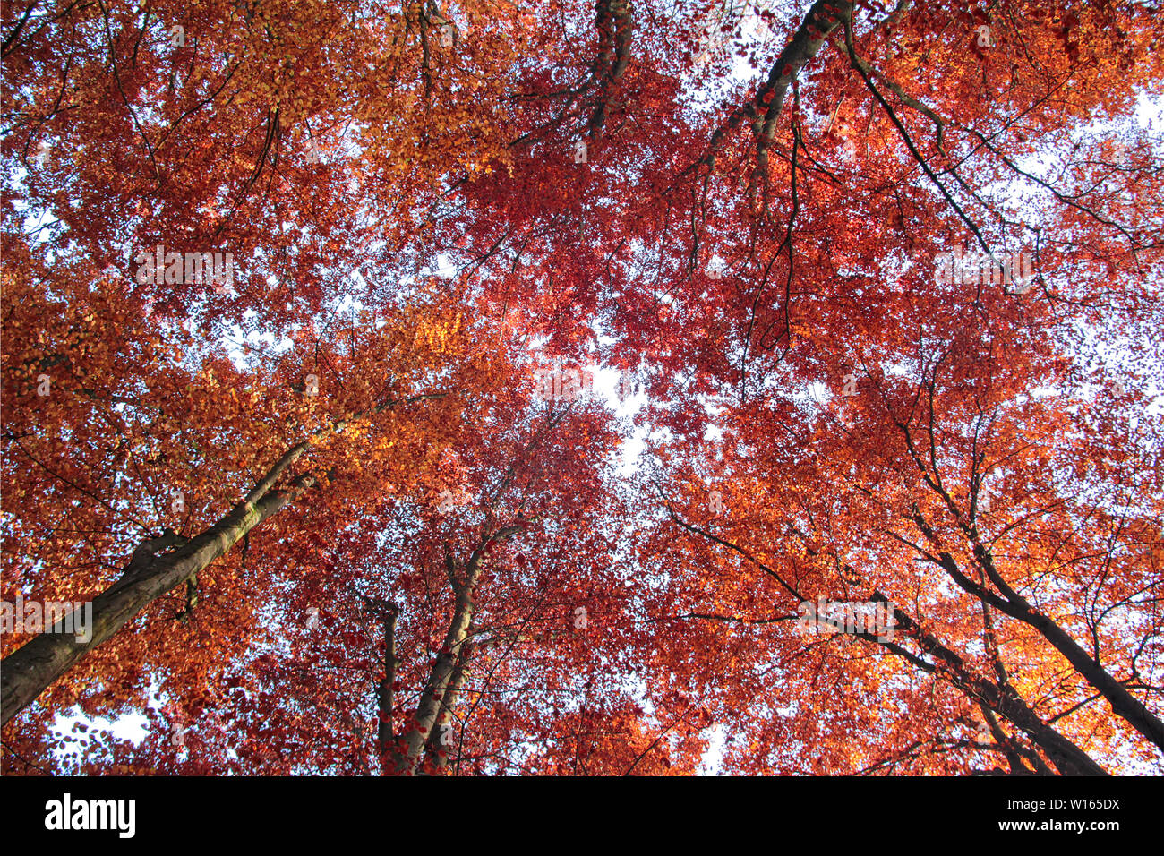 Ground perspective of red and orange trees in Germany Stock Photo - Alamy