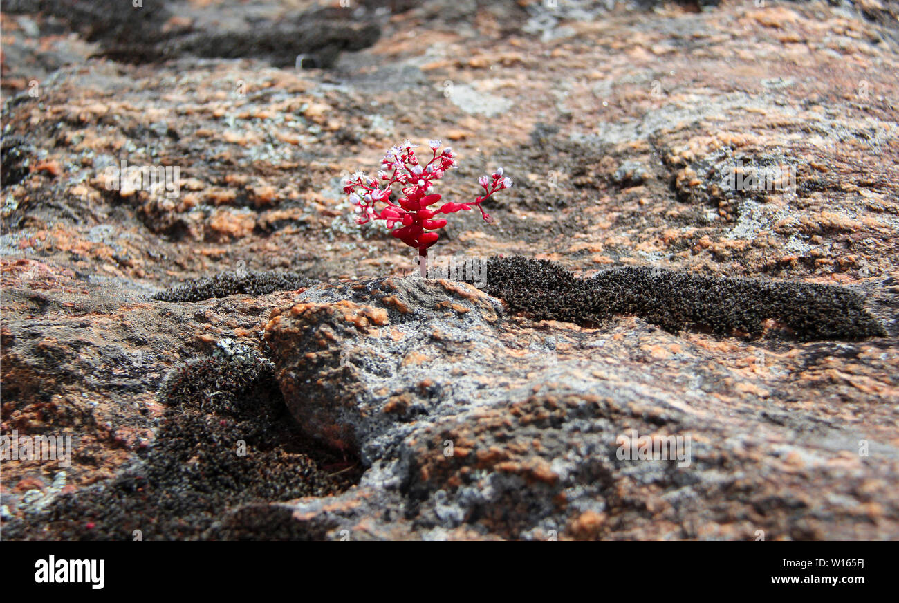 Red plant growing between massive rocks Stock Photo - Alamy