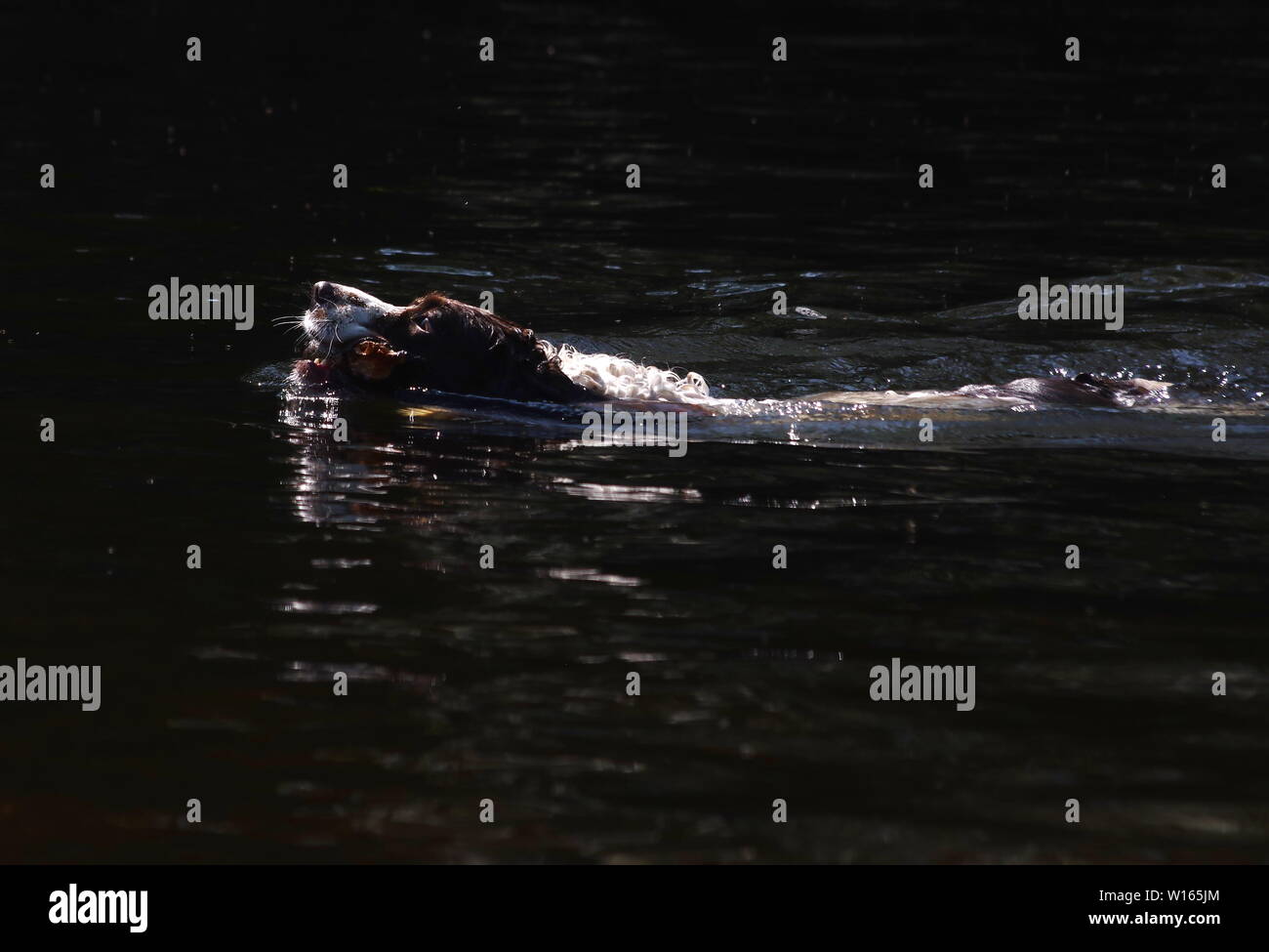 Springer spaniel swimming in river Stock Photo - Alamy