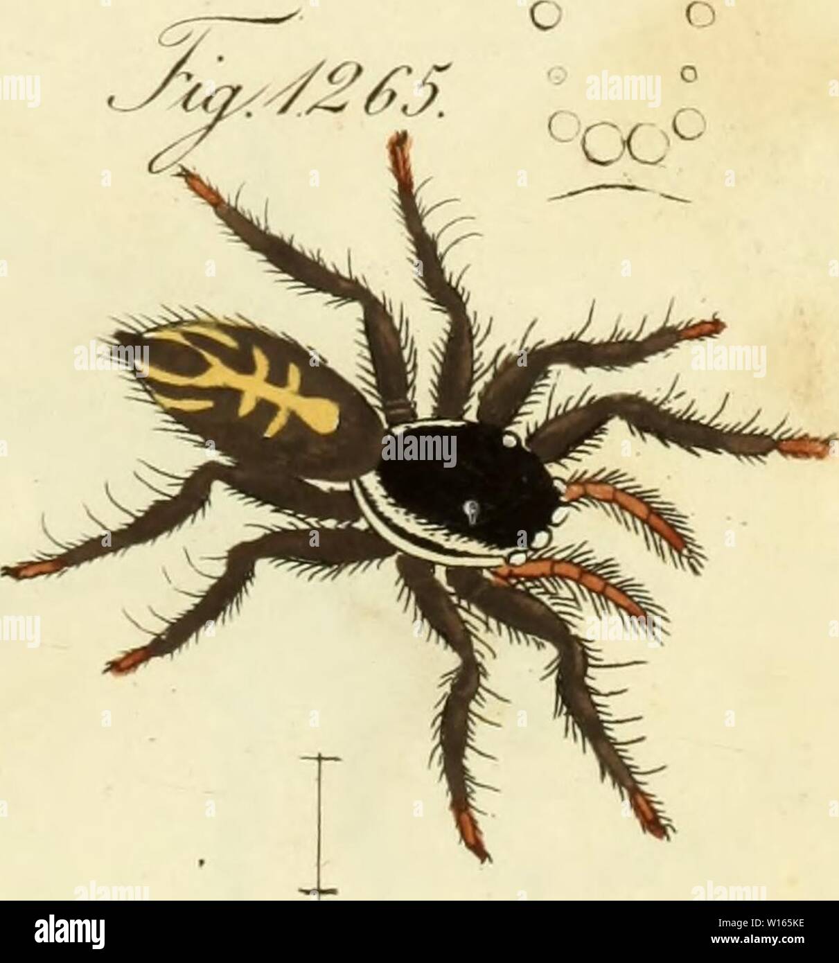 Archive image from page 216 of Die Arachniden Getreu nach. Die ...