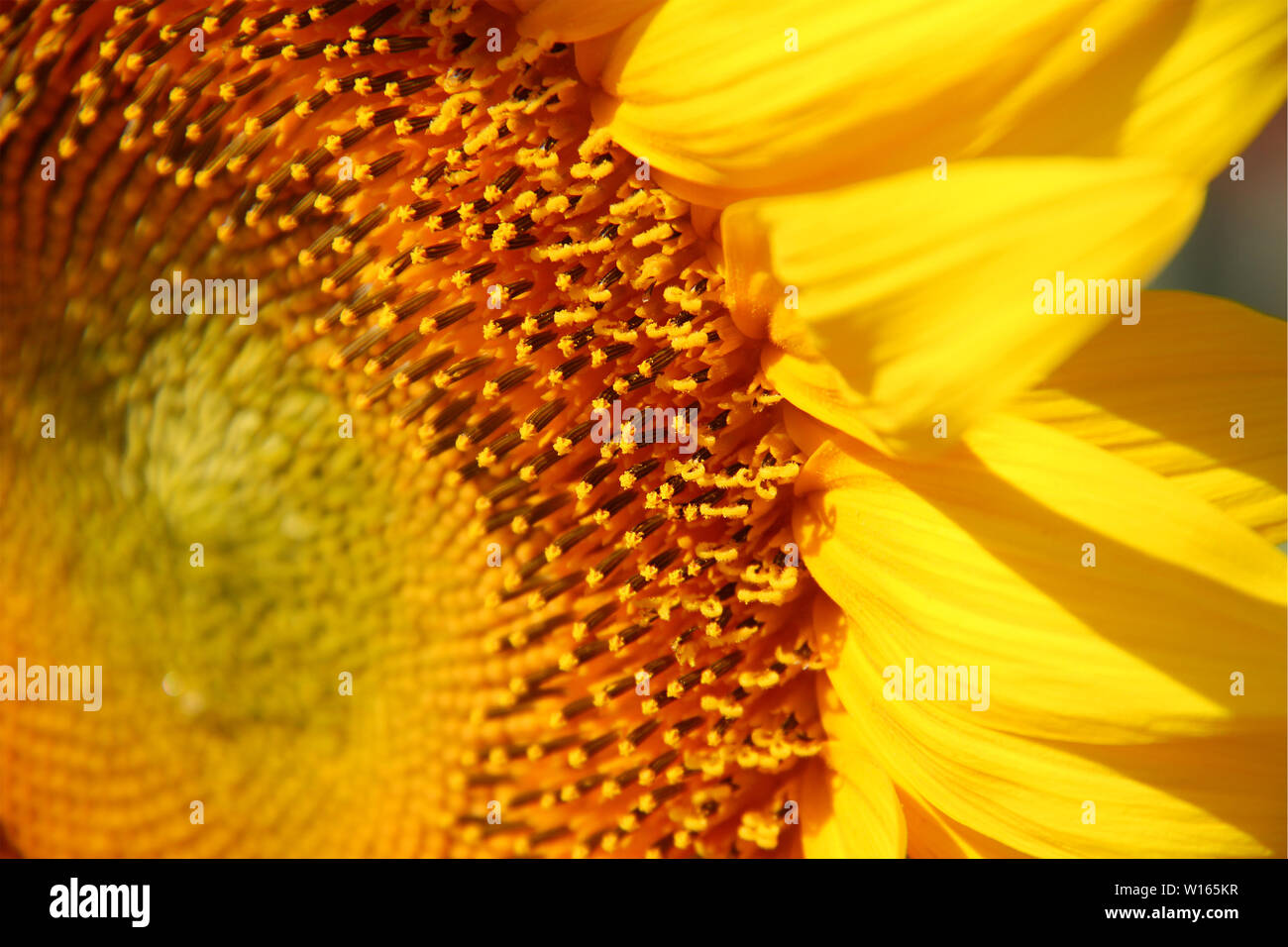 Yellow sunflower macro shot close-up in the sun Stock Photo - Alamy