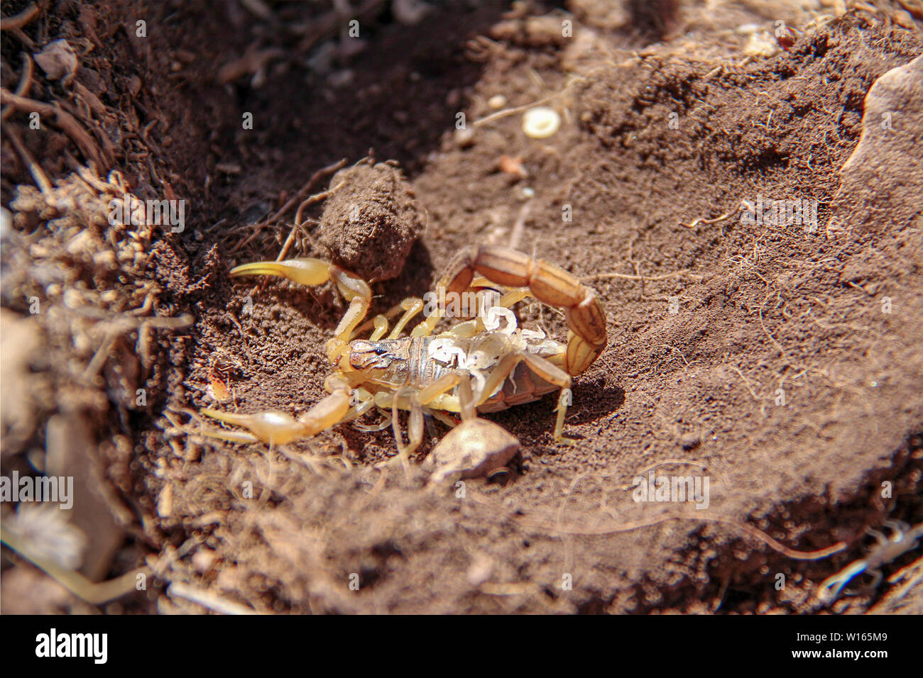 Offsprings hi-res stock photography and images - Alamy