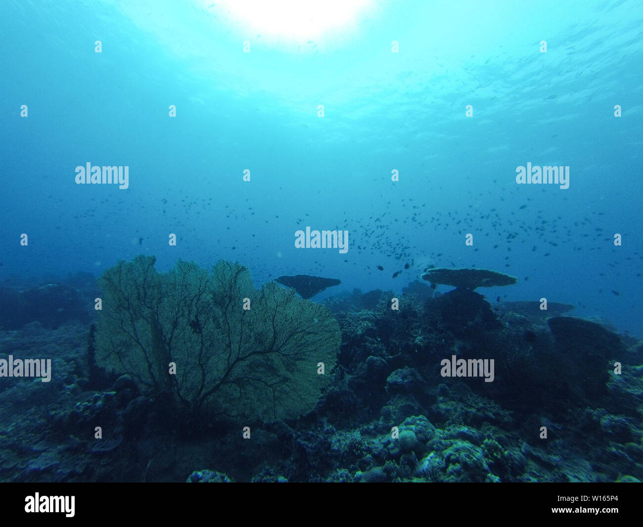 Freshwater fish of south east asia hi-res stock photography and images ...