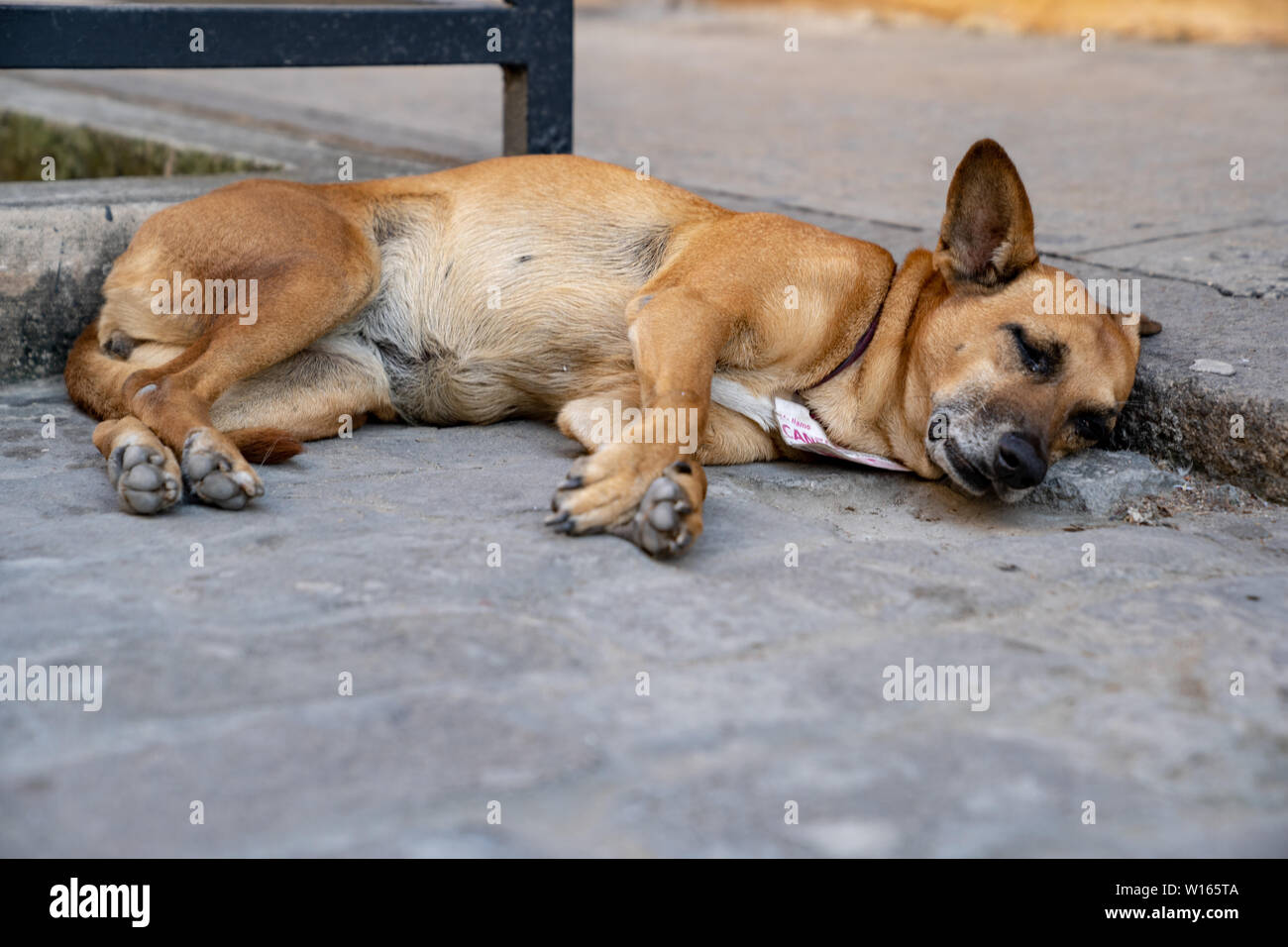 Homeless dogs sleeping street hi-res stock photography and images - Alamy