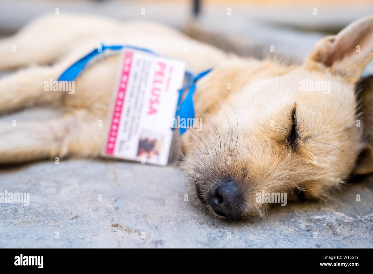 Homeless dogs sleeping street hi-res stock photography and images - Alamy