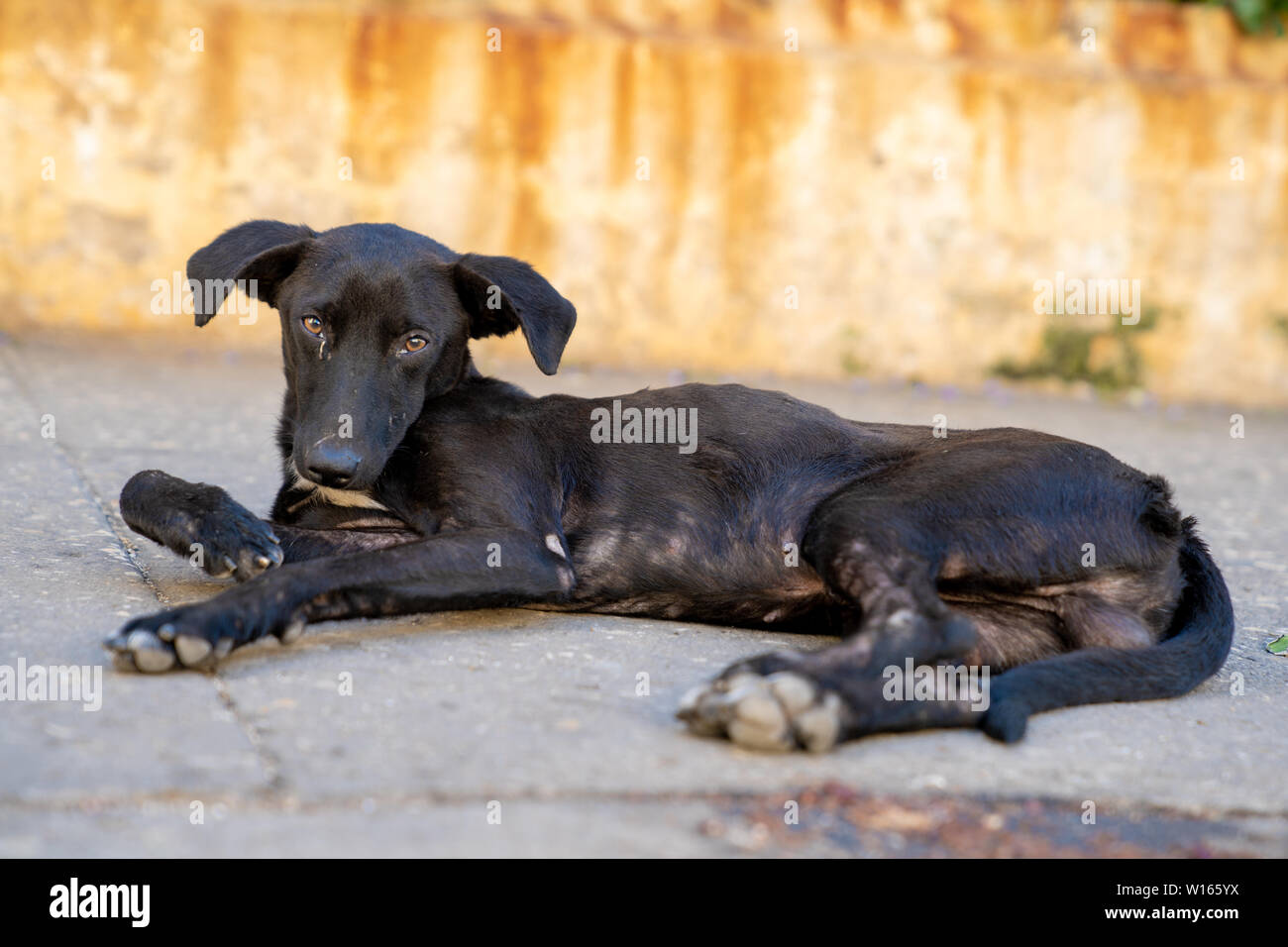 Urban animals hi-res stock photography and images - Alamy