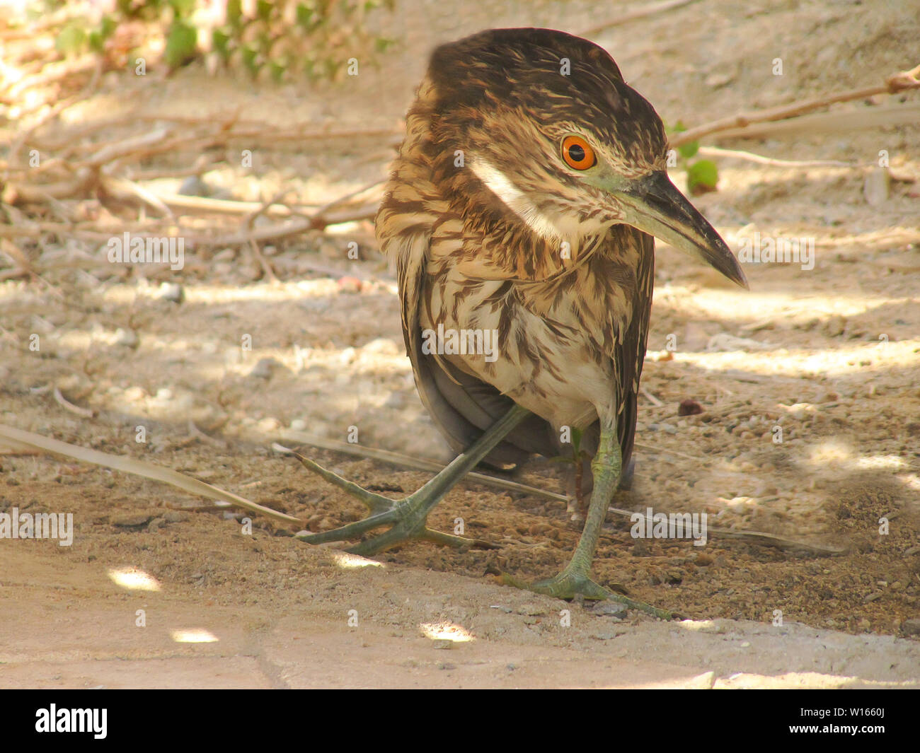 Bird hide on sunny hi-res stock photography and images - Alamy