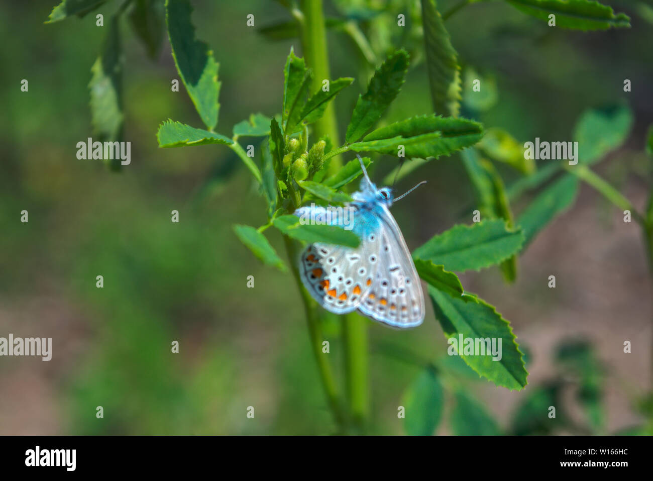 Polyommatus amandus, the Amanda's blue butterfly. Common blue butterfly ...