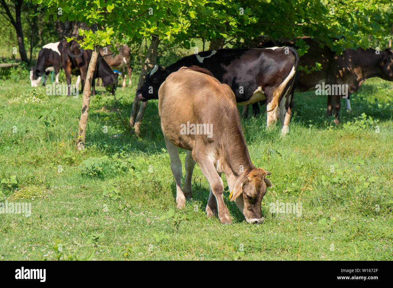 Grazing pasture cattle ranch hi-res stock photography and images - Alamy