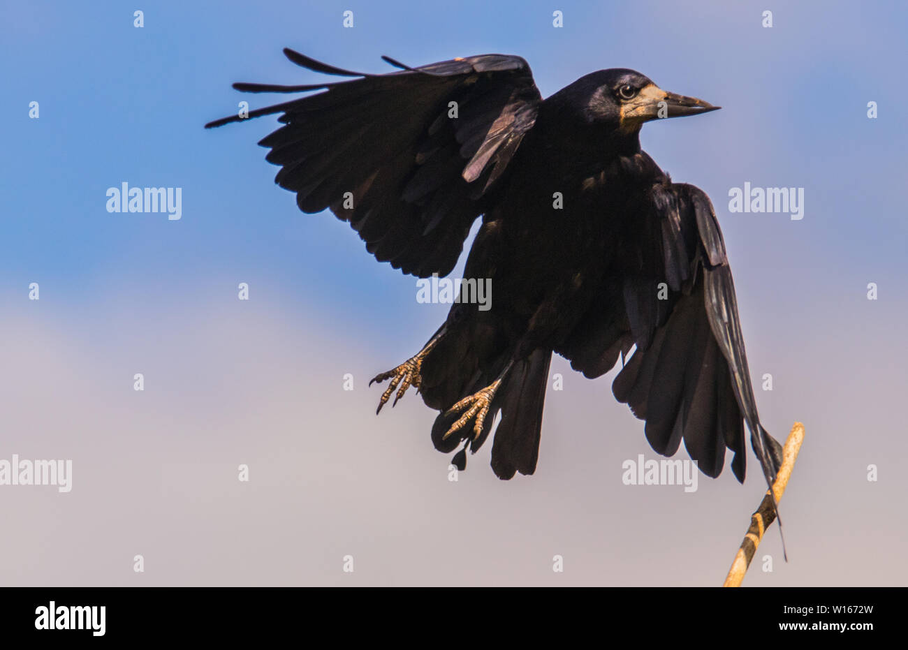 Rook flying blue sky hi-res stock photography and images - Alamy