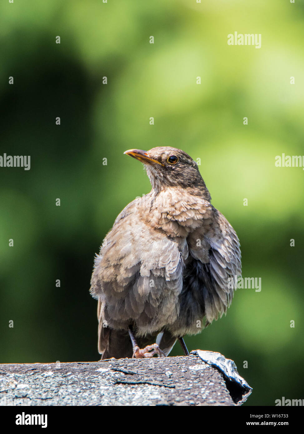 Female Blackbird, Blackbird, wildlife in a British garden in the ...