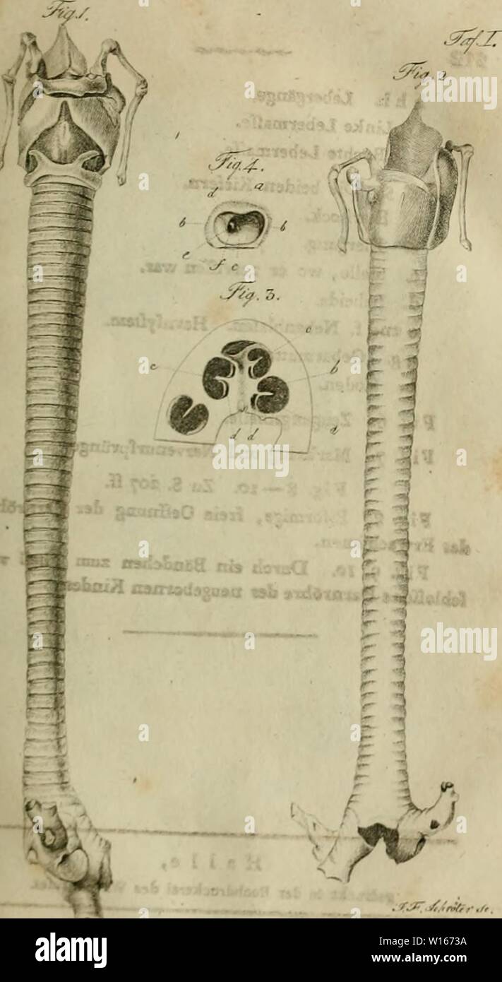 Archive image from page 224 of Deutsches Archiv für die Physiologie ...