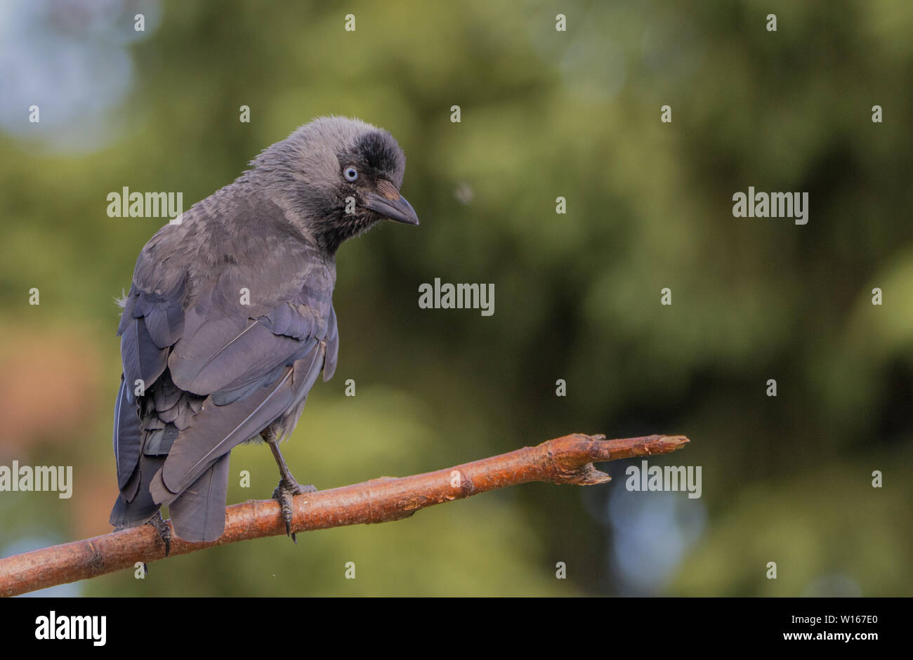 Jackdaw, coleus monedula, perching on a branch in a British Garden ...