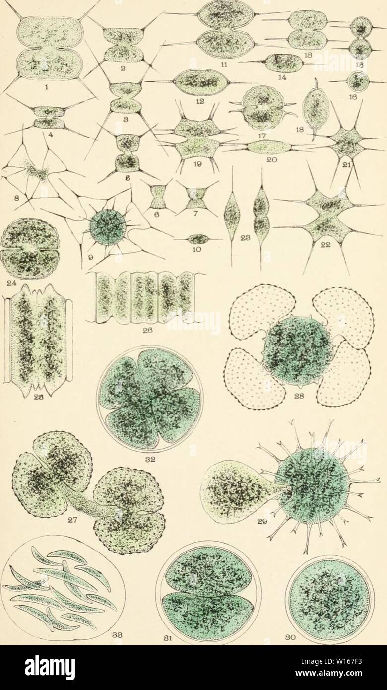 Desmids hi-res stock photography and images - Alamy