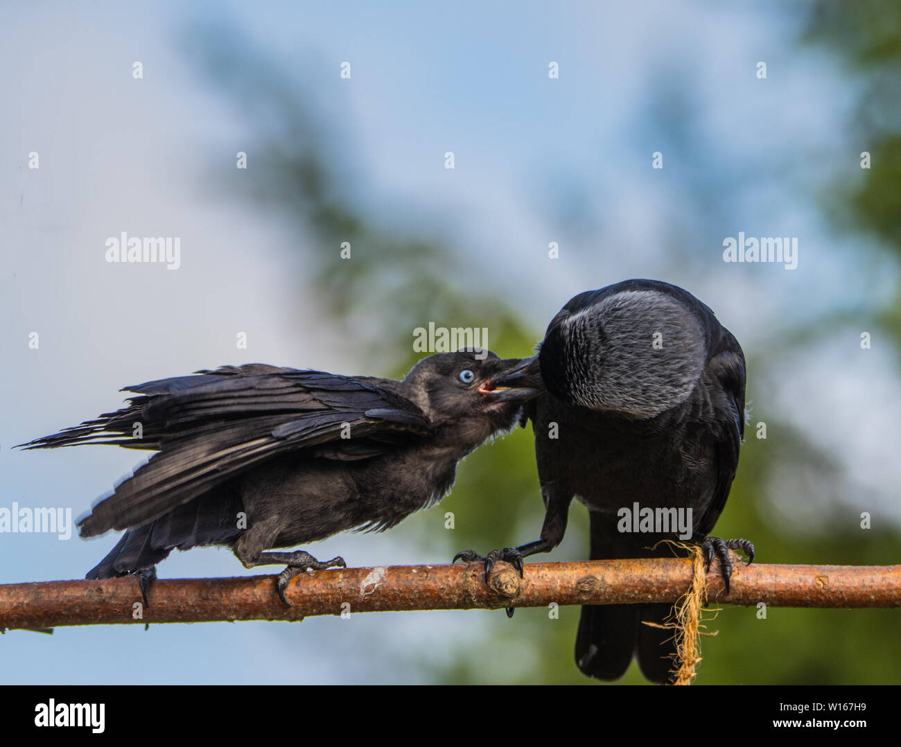Omnivorous birds hi-res stock photography and images - Alamy