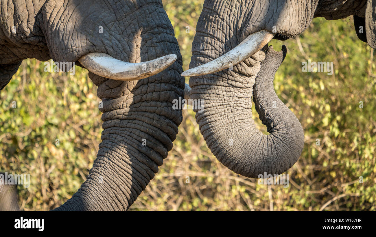two male elephants are trunk to trunk with tusks nearly touching Stock ...