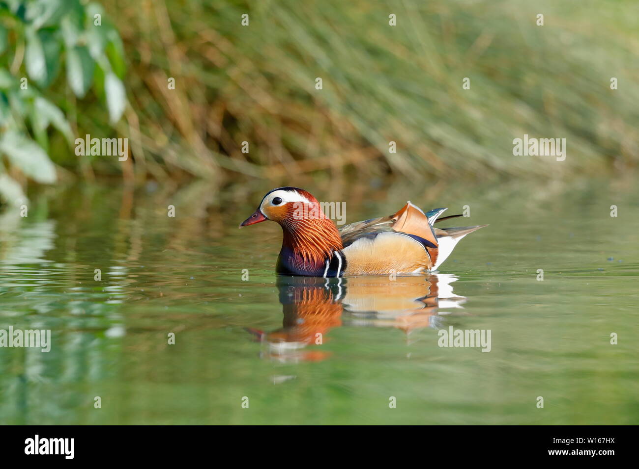 The mandarin duck is a perching duck species native to East Asia. It is ...