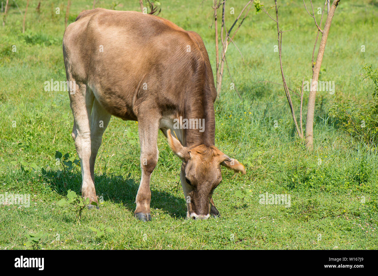Brown cow grazing Stock Photo - Alamy