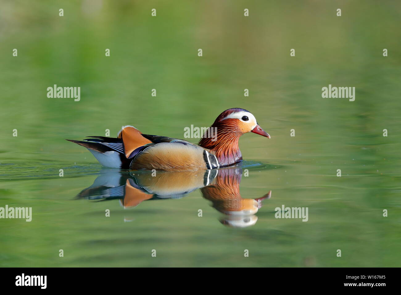 The mandarin duck is a perching duck species native to East Asia. It is ...