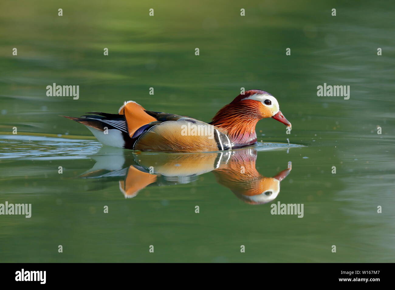 Asian Duck Species Stock Photos & Asian Duck Species Stock Images - Alamy