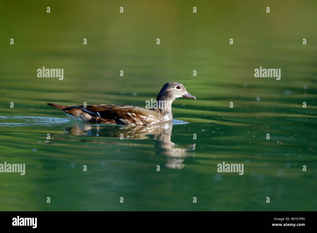 The mandarin duck is a perching duck species native to East Asia. It is ...