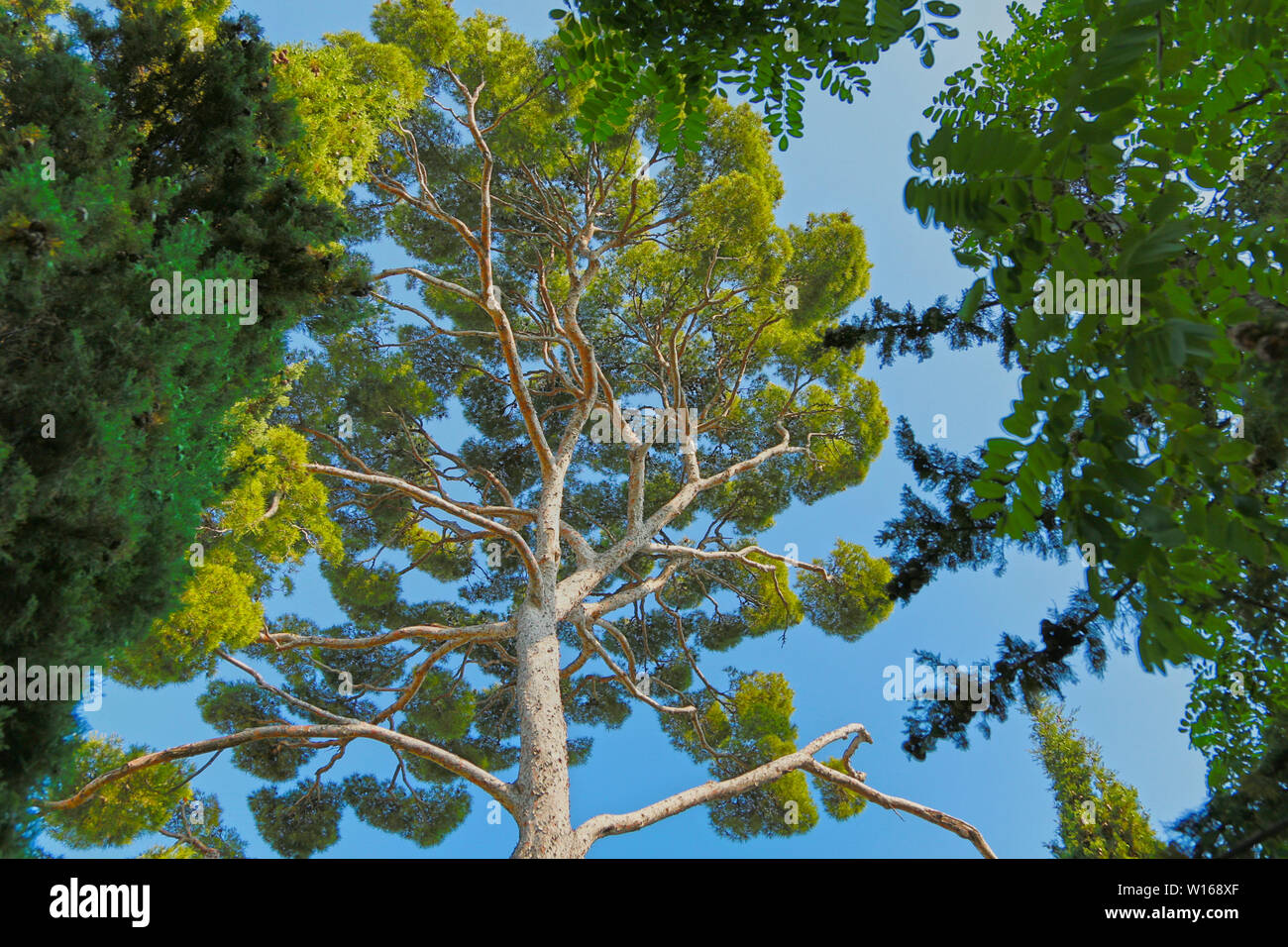 Evergreen Mediterranean pine trees stretching to the sky with trunks ...