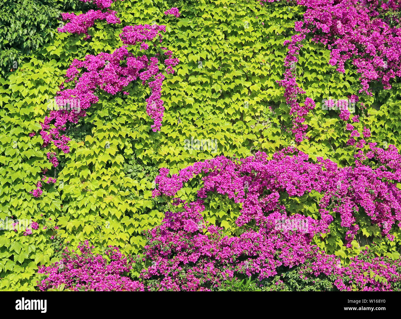 Bougainvillea hedge hi-res stock photography and images - Alamy Bougainvillea hedge hi-res stock photography and images - Alamy