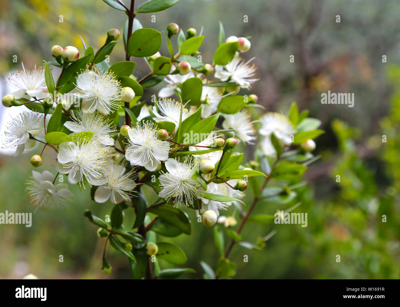 Common myrtle hi-res stock photography and images - Alamy
