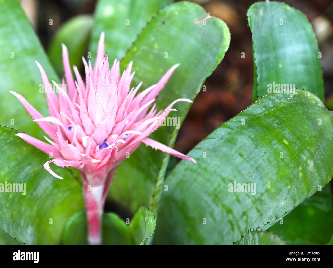 Variegated bromeliad plant hi-res stock photography and images - Alamy