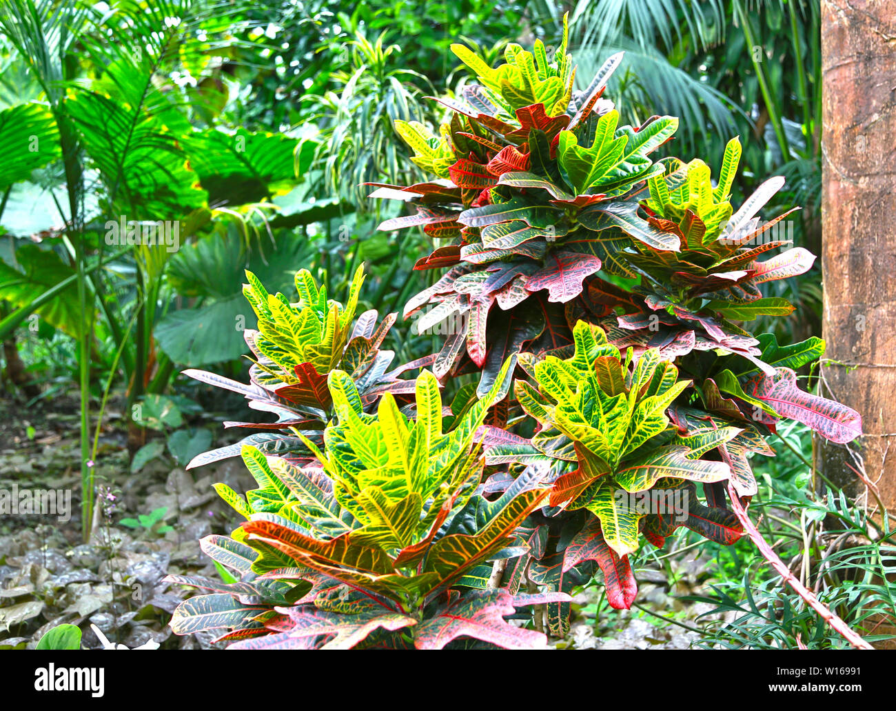 Tropical shrub hi-res stock photography and images - Alamy