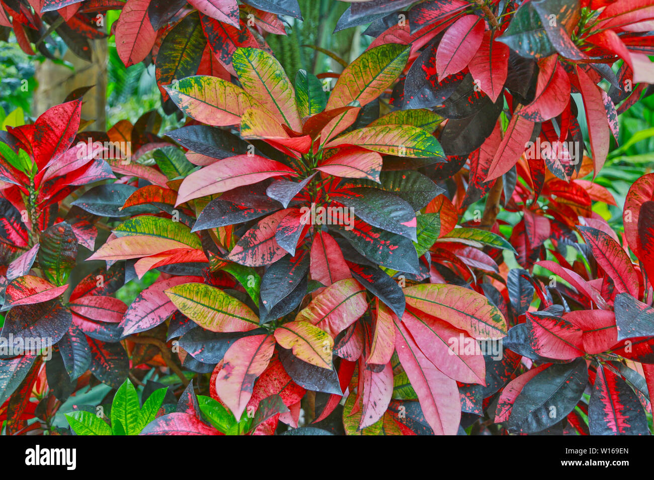 Variegated croton plants hi-res stock photography and images - Alamy