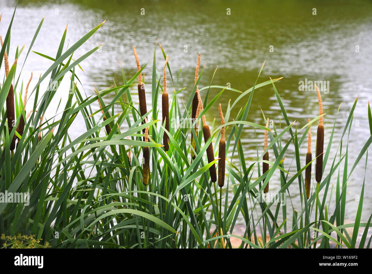 Bulrush flower hi-res stock photography and images - Alamy