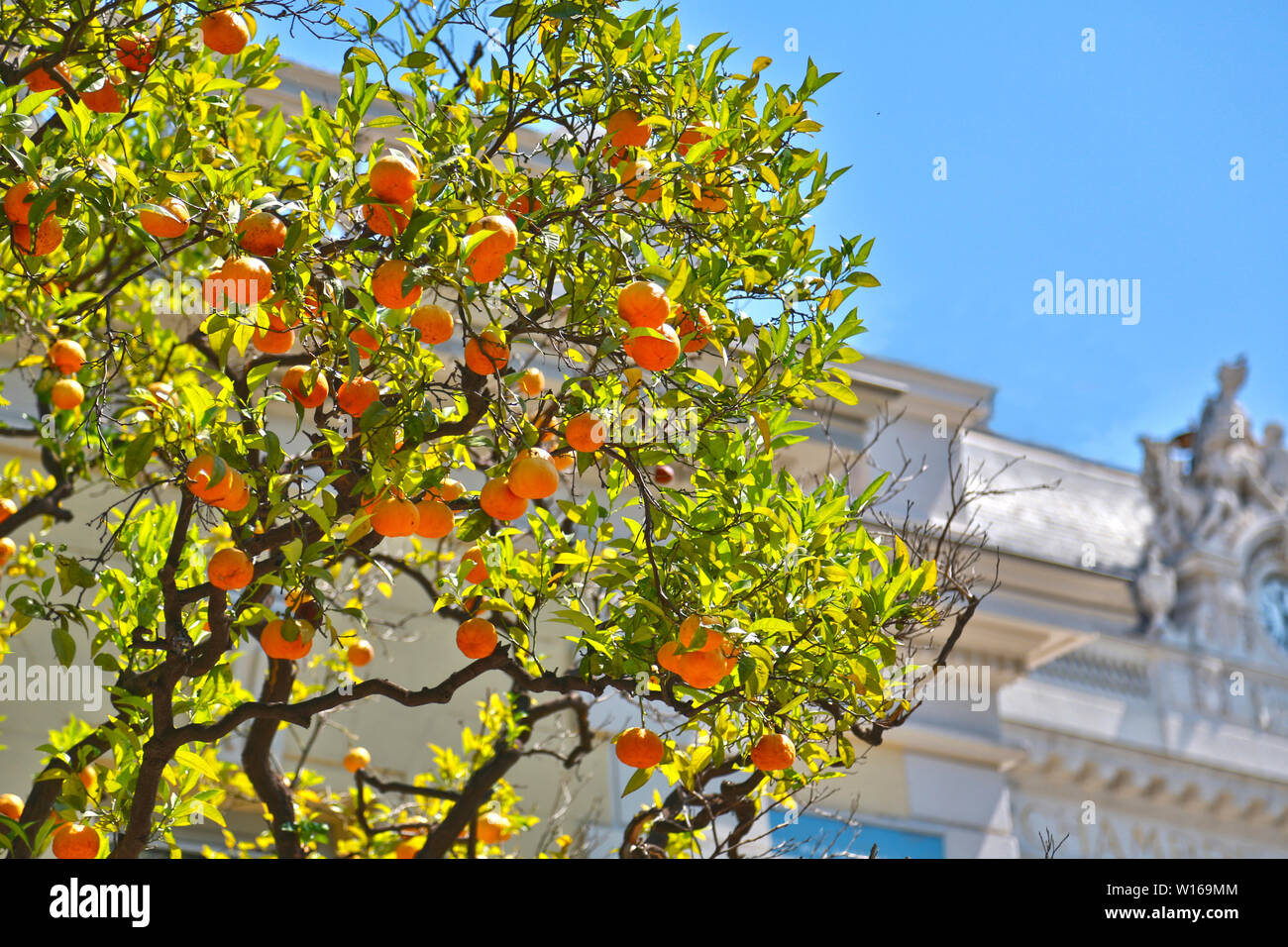 Mandarin tree hi-res stock photography and images - Alamy