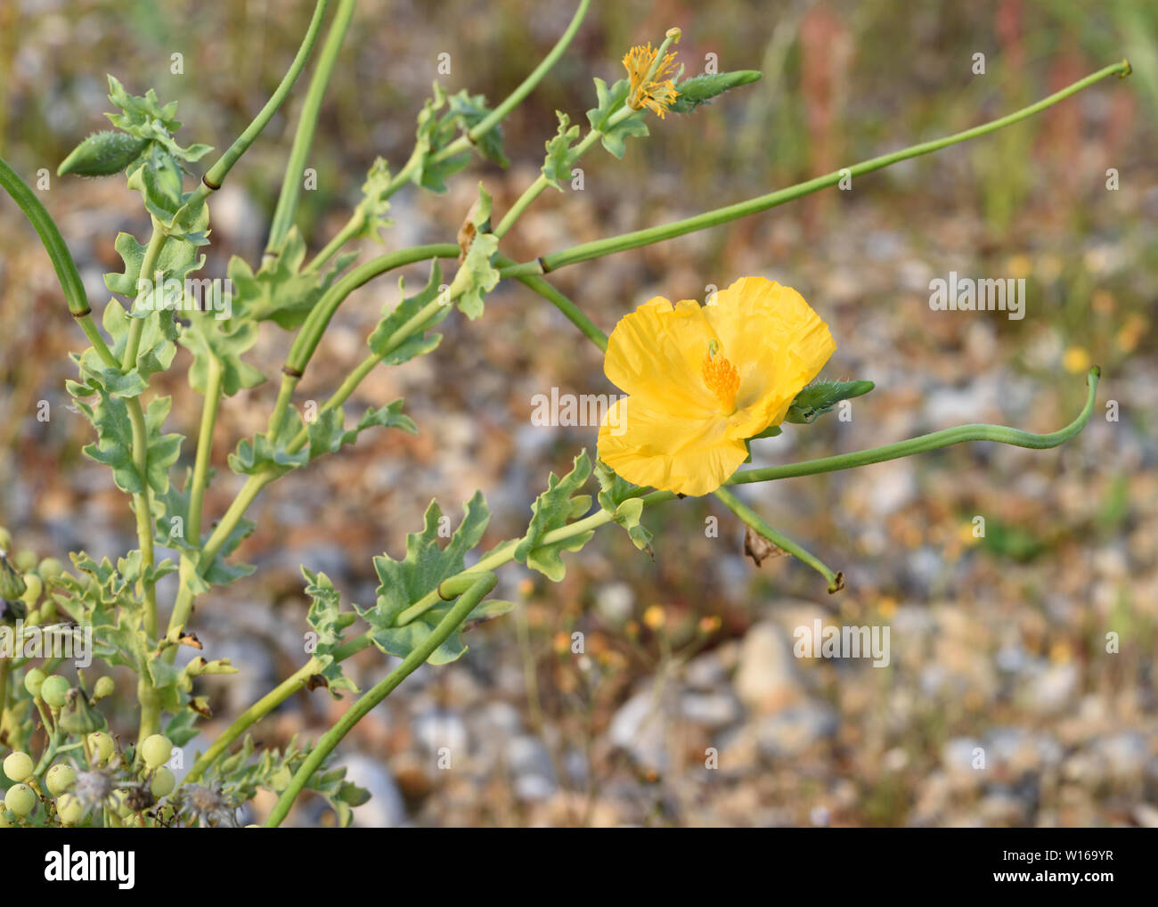 Long seed pods hi-res stock photography and images - Alamy