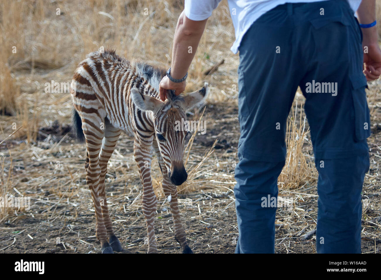 New borne zebra hi-res stock photography and images - Alamy