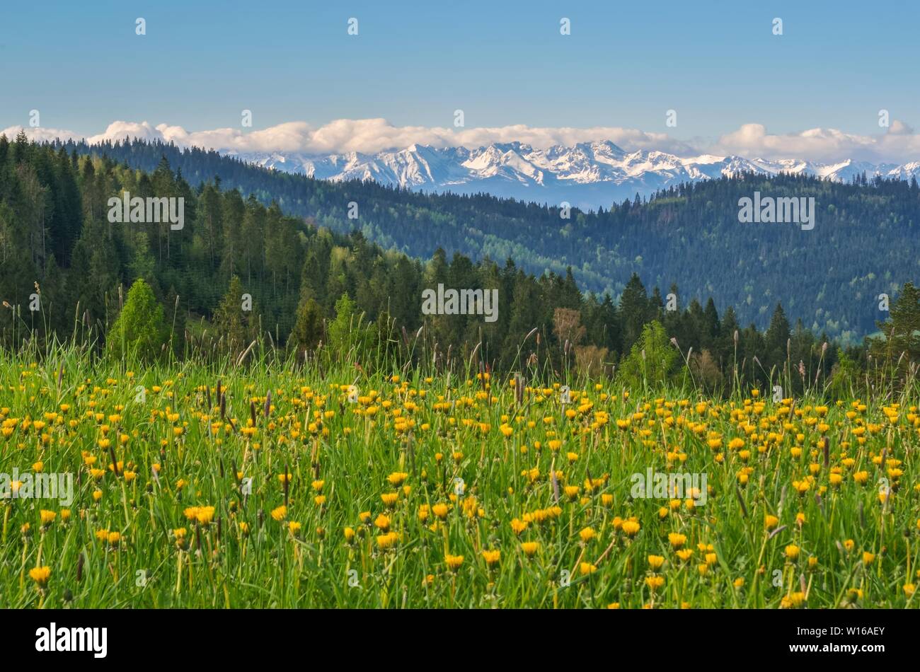 Beautiful spring mountain landscape. Green meadows with yellow flowers ...