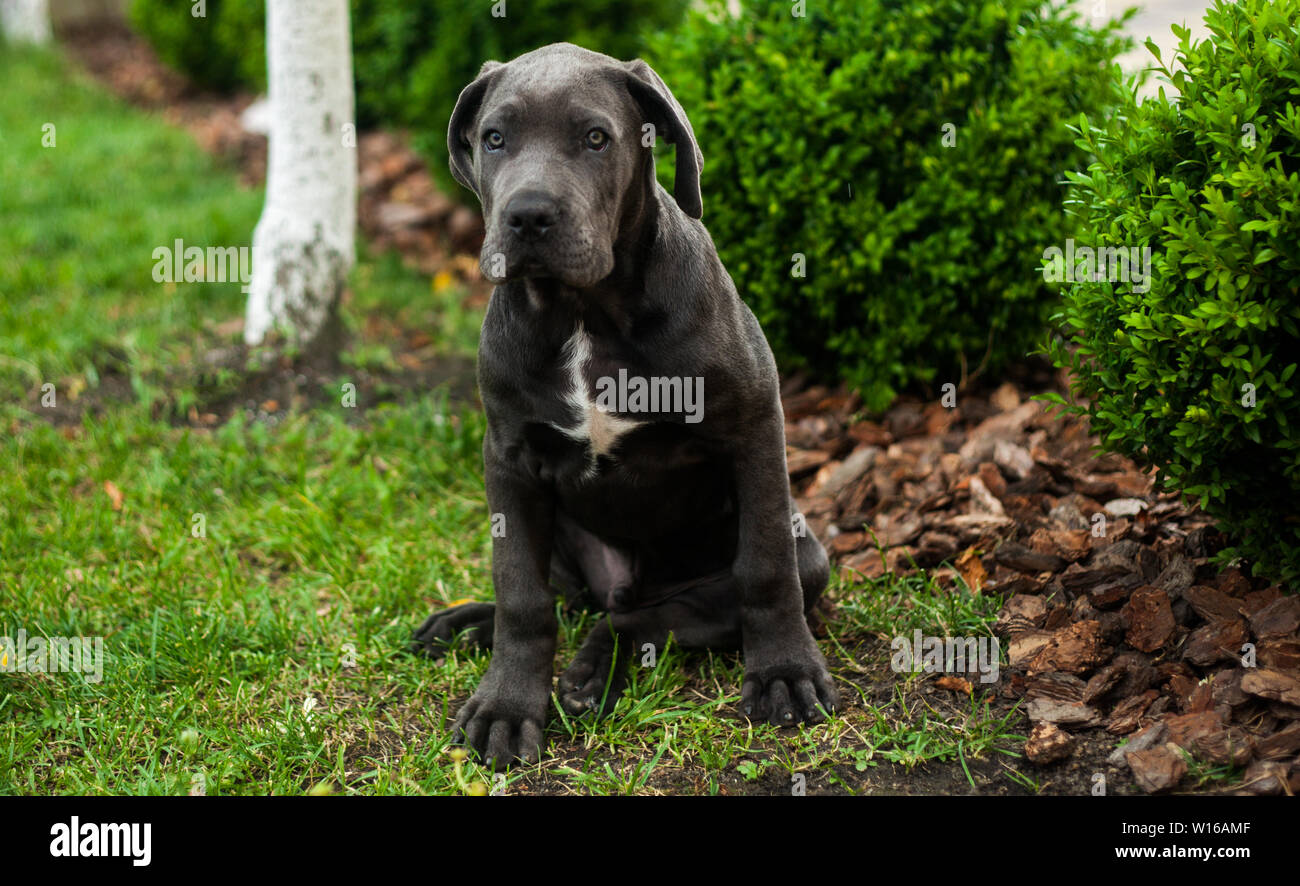 Cute cane corso puppy dog outdoor sitting on the green lawn Stock Photo ...