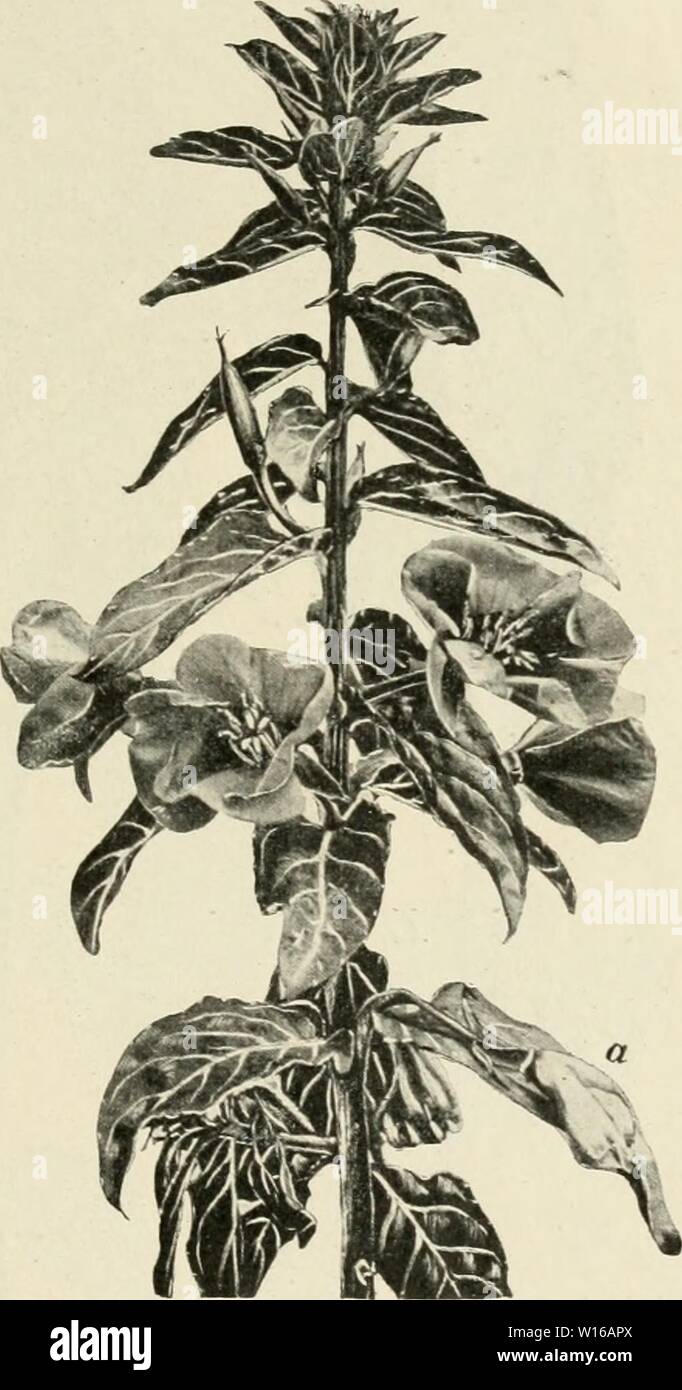 Fetalen hi-res stock photography and images - Alamy