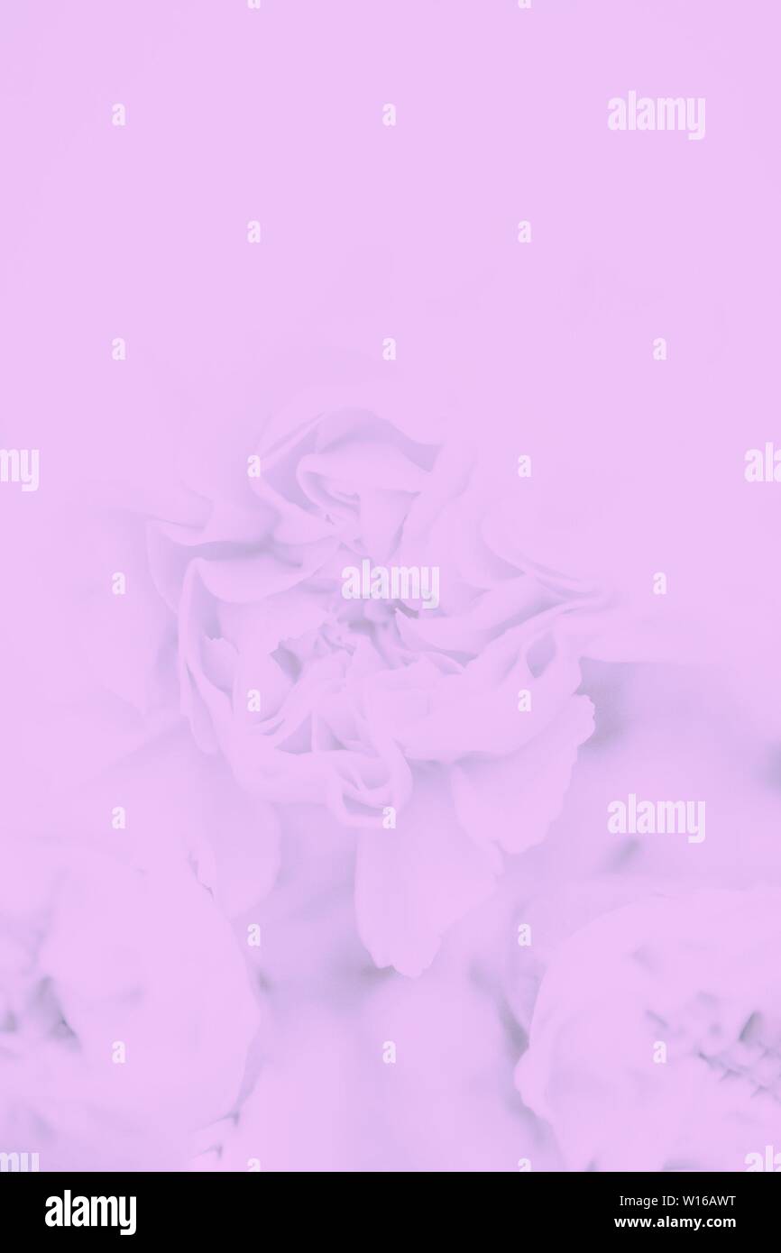 Soft pastel pink gray floral background, copy space Stock Photo - Alamy