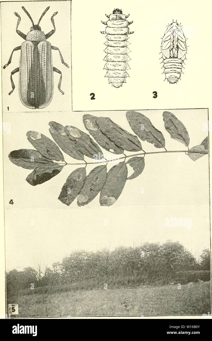 Archive image from page 244 of Destructive insects affecting Ohio shade ...