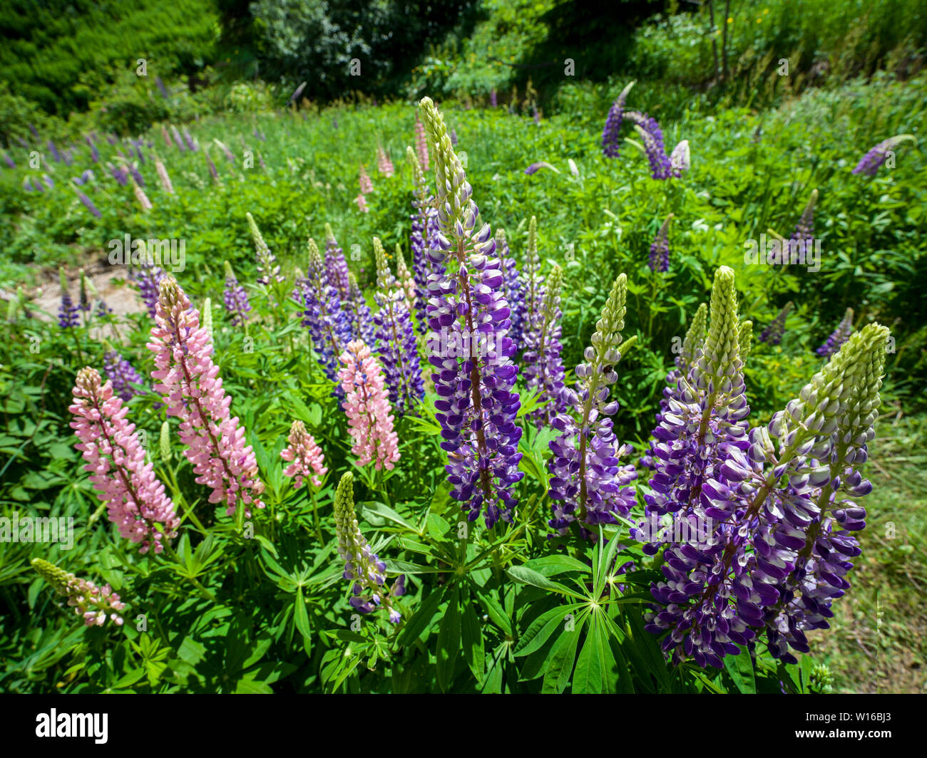 Lupin bloom hi-res stock photography and images - Alamy